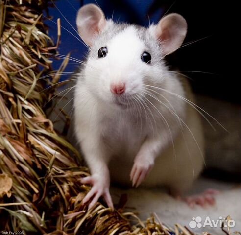 Крысы. Дамбо, Стандарт, Рекс. Клетки. Доставка