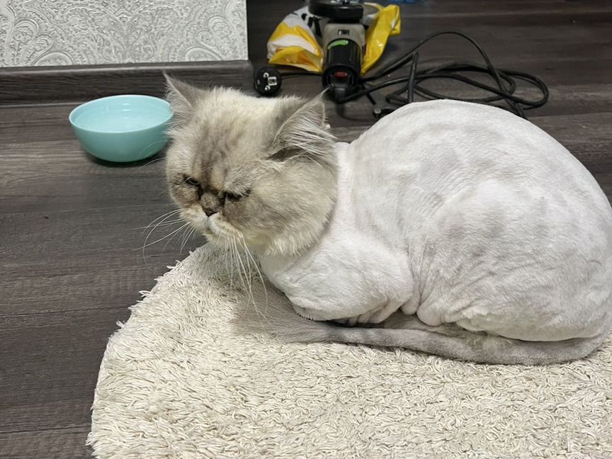 Персидский котик