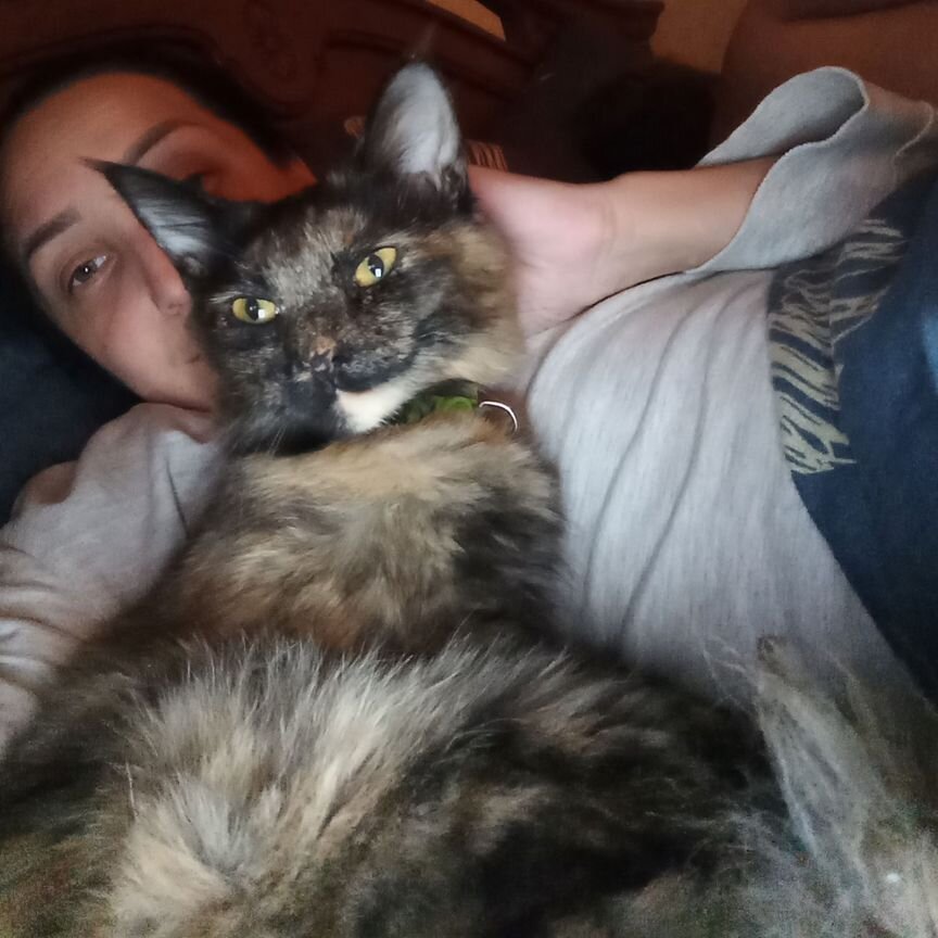 Отдам котенка в добрые руки