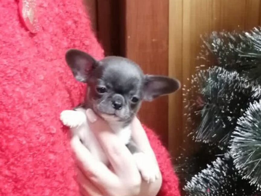 Супер мини чихуахуа