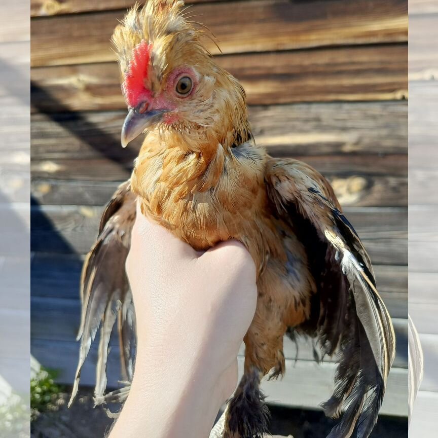 Алтайская бентамка