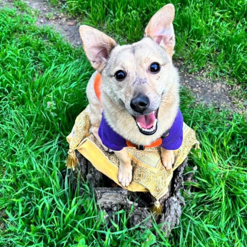 Взрослый пёс в добрые руки