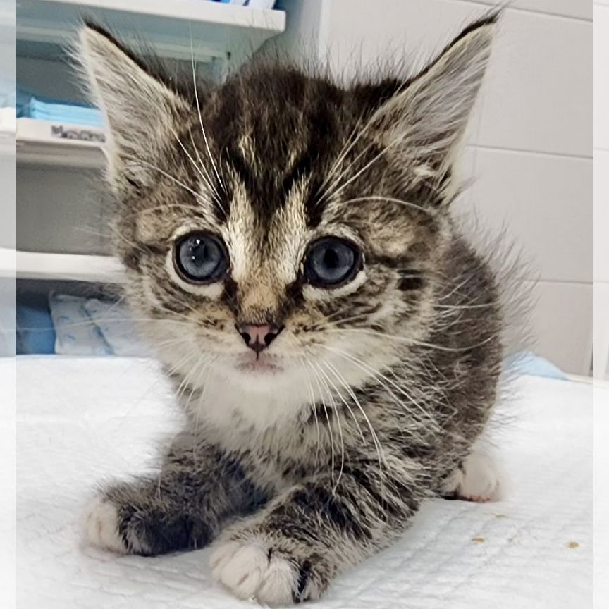 Сибирский котёнок