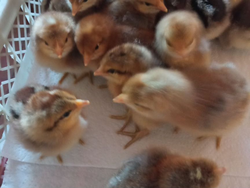 Билефельдер цыплята