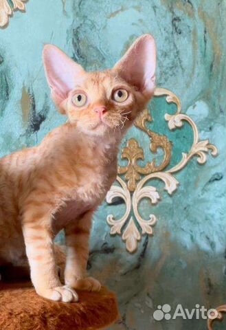 Девон-рекс огонёк