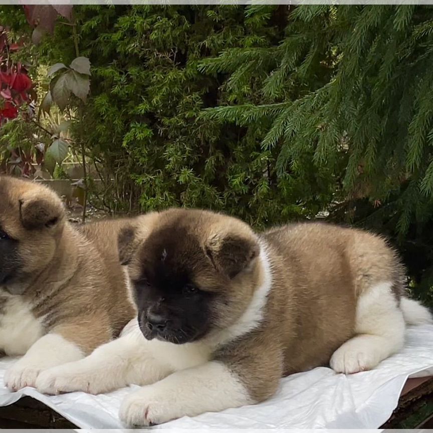 Девочка американской акиты