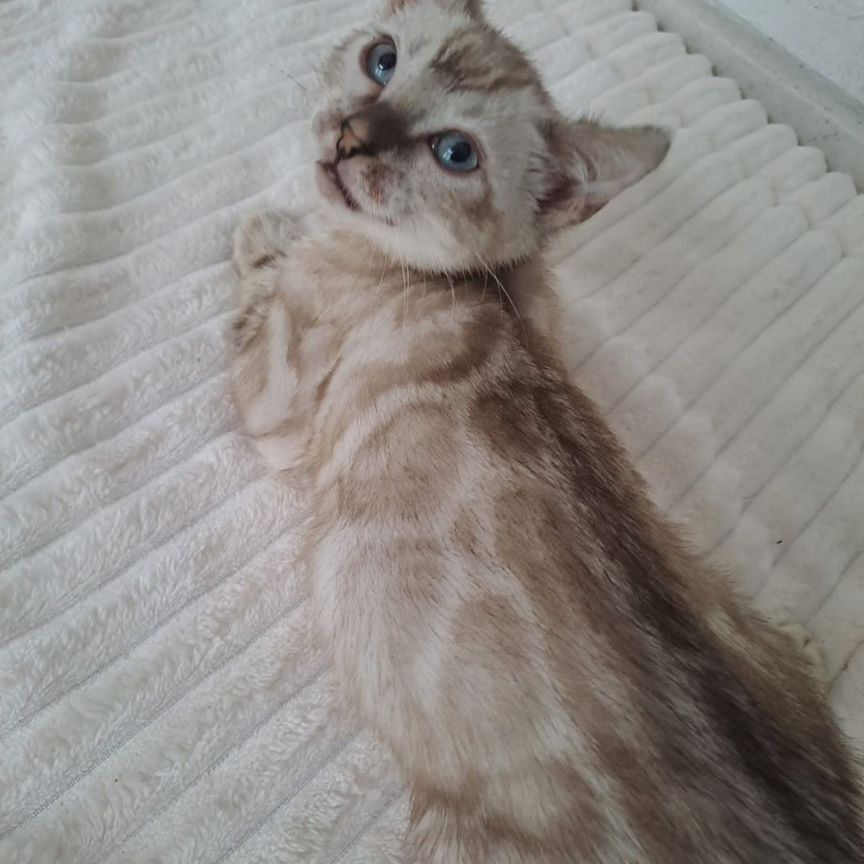 Котик линкс