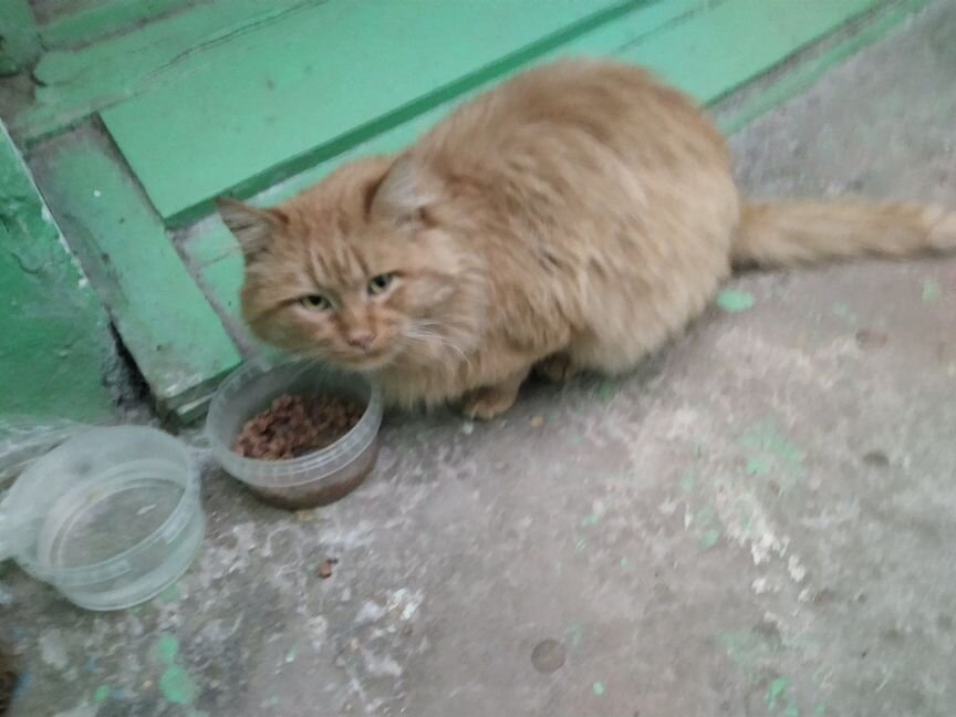 Котик в добрые руки