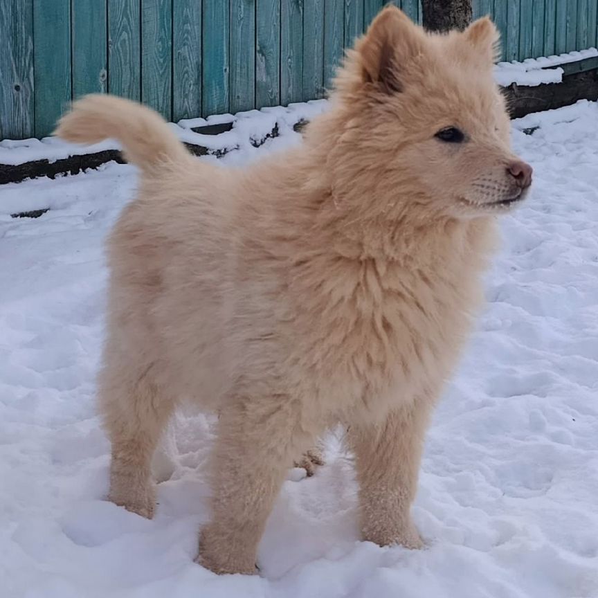 Евразиер, щенок