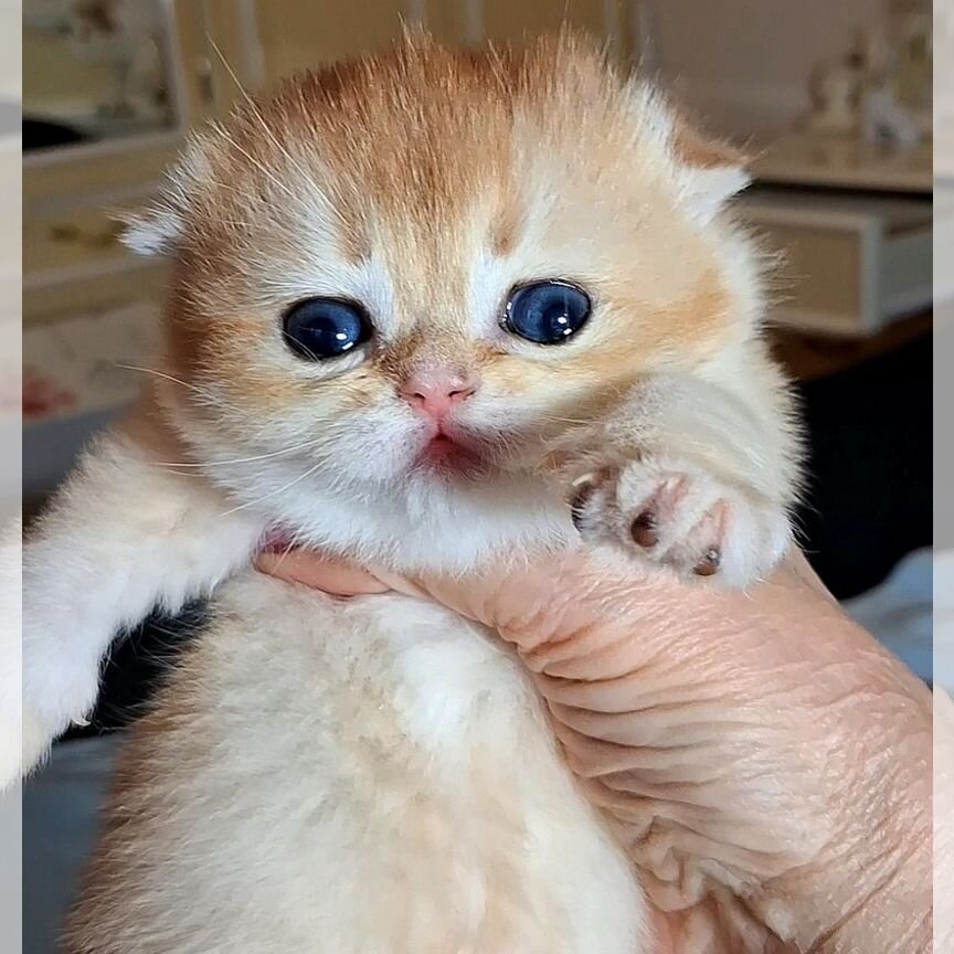 Шотландский вислоухий короткошёрстный котёнок