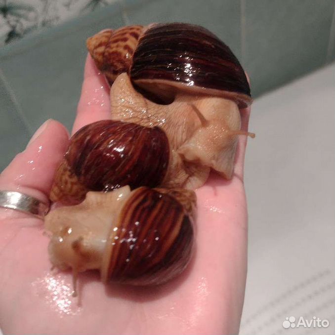 Улитки ахатины большие