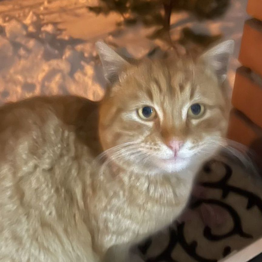 Взрослый кот в добрые руки