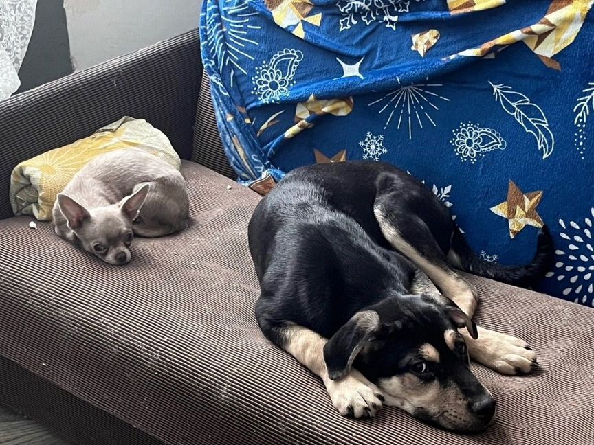 Щенки ищут передержку или дом