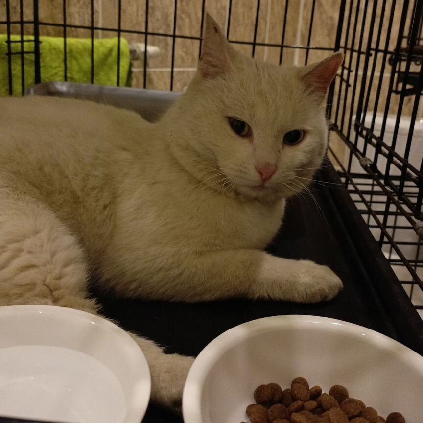 Взрослый кот в добрые руки