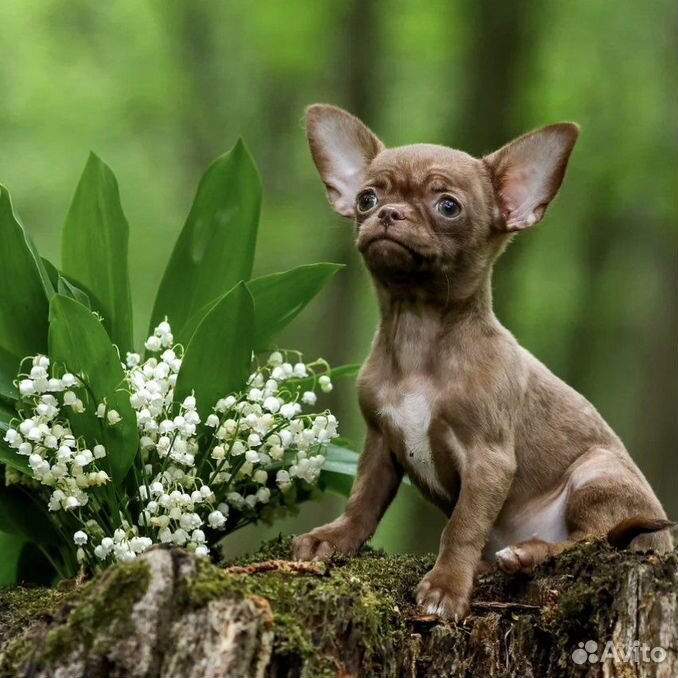 Фантастическая девочка