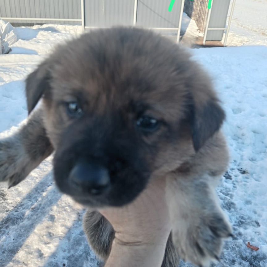 Щенки помесь акита ину