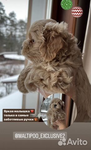 Мальтипу f1 mini Беби фейс Лучшие