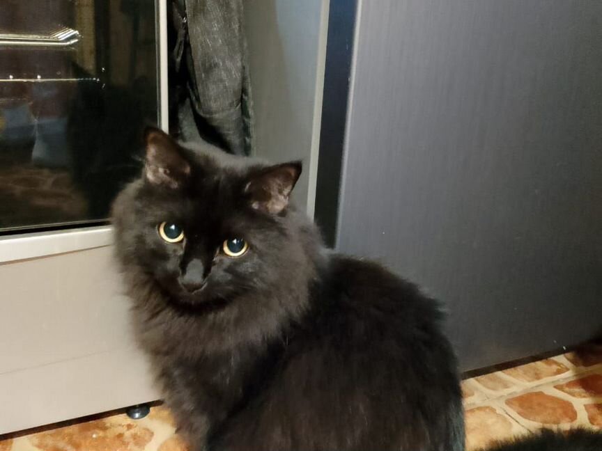 Кот невская маскарадная