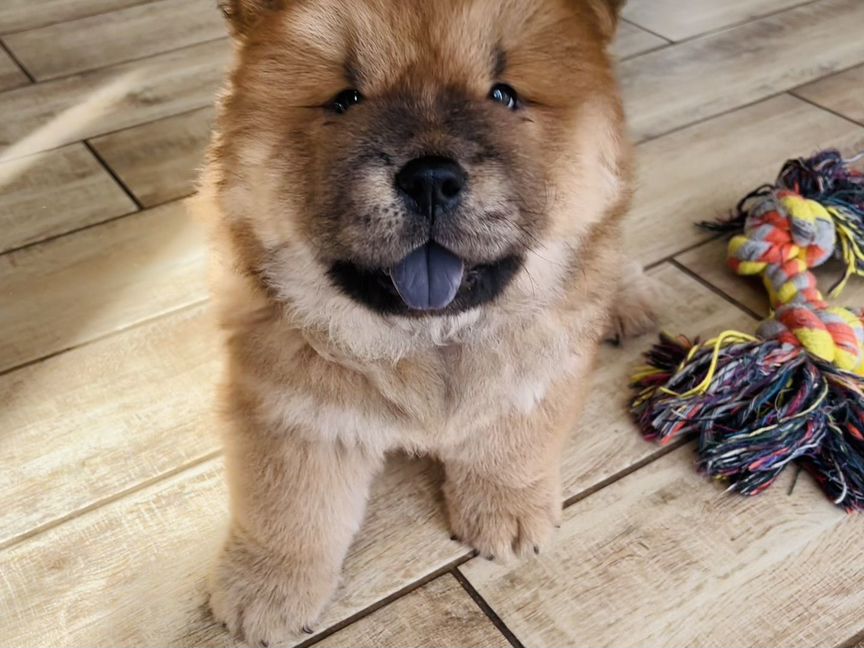 Щенки чау-чау