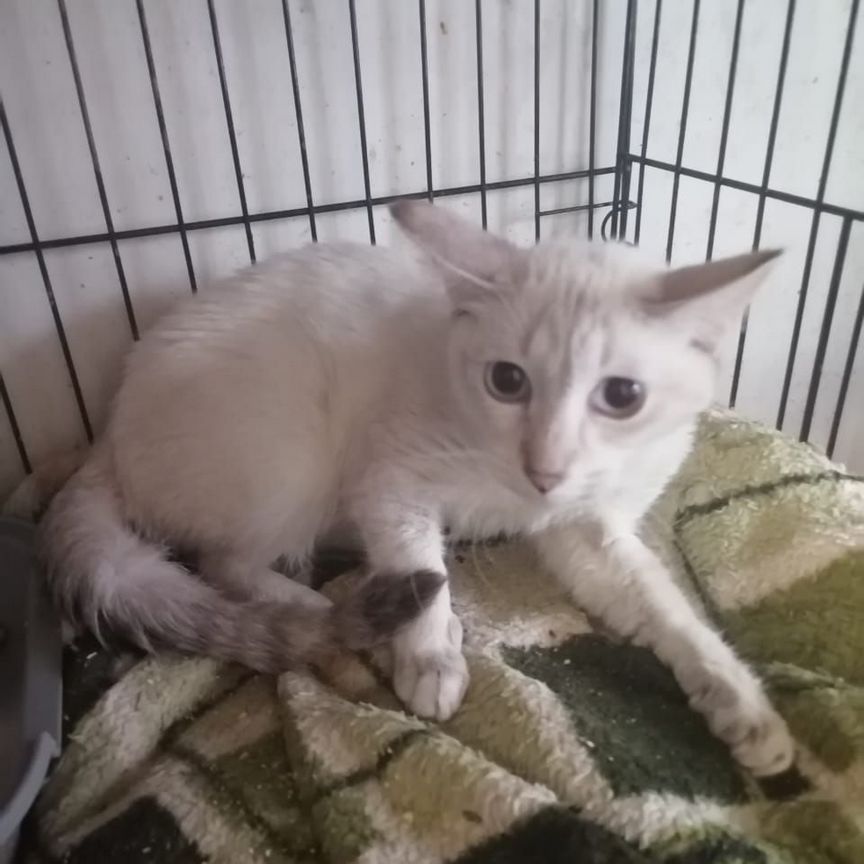 Котик SOS