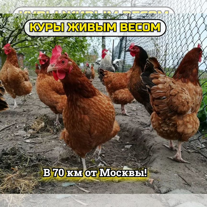 Курица домашняя живая / Курицы несушки / Яйца