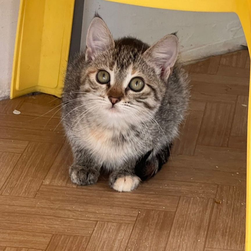 Котенок девочка