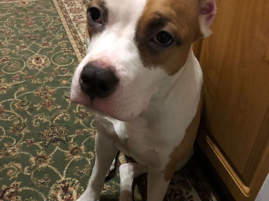 Американский Стаффордширский терьер