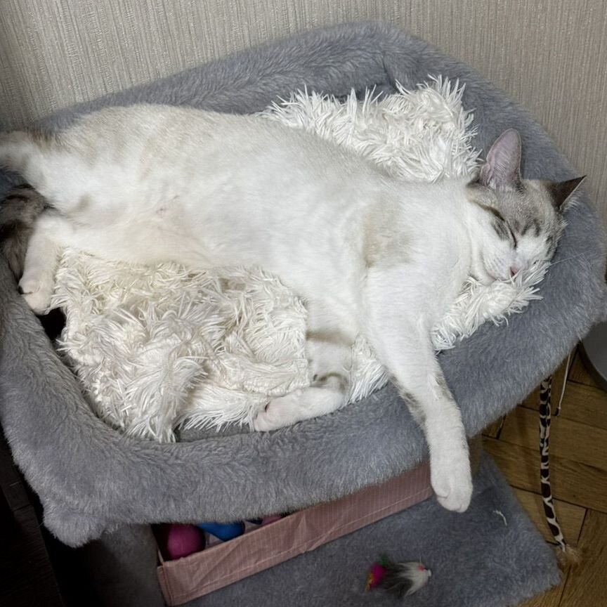 Турецкий ван котёнок