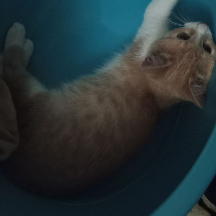 Котёнок в добрые руки