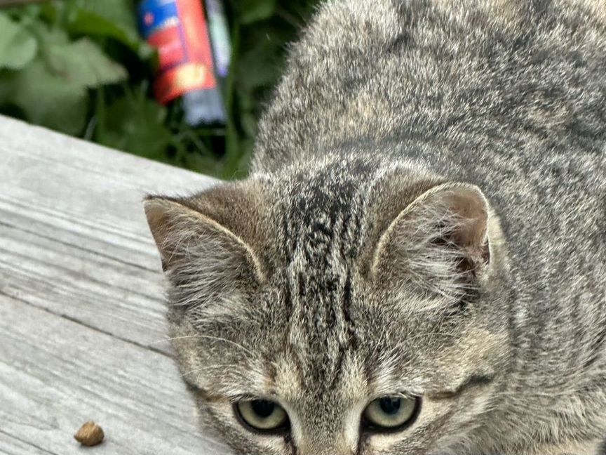 Трехцветная кошечка