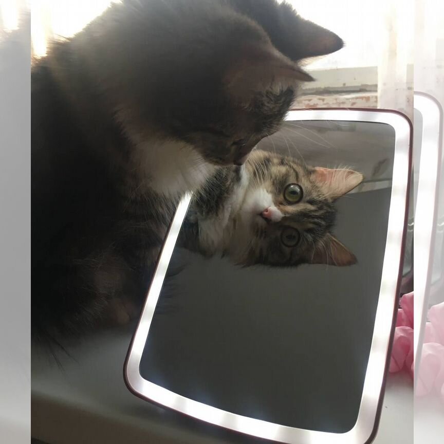 Сибирская, взрослая кошка