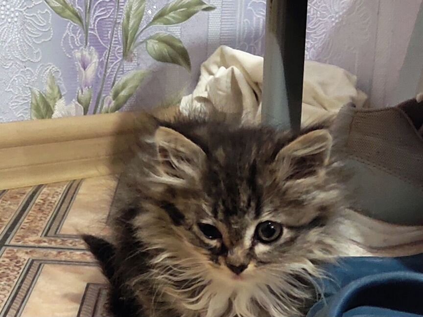 Ищу хозяев для кошечки