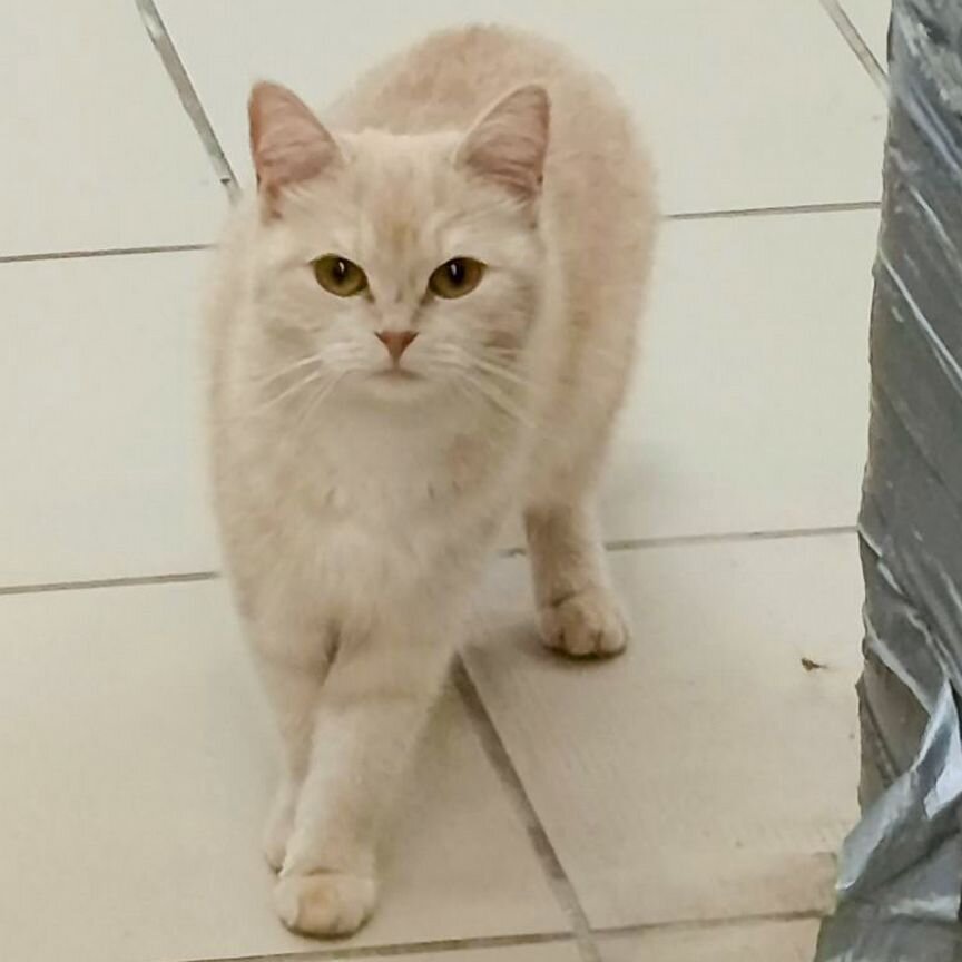 Кошка