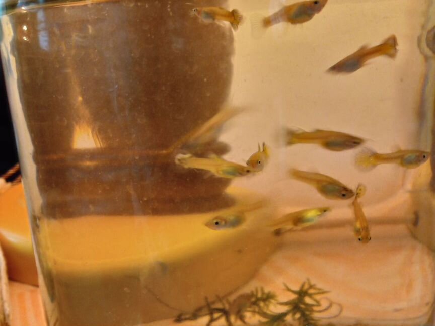 Комнатные рыбки Гуппи