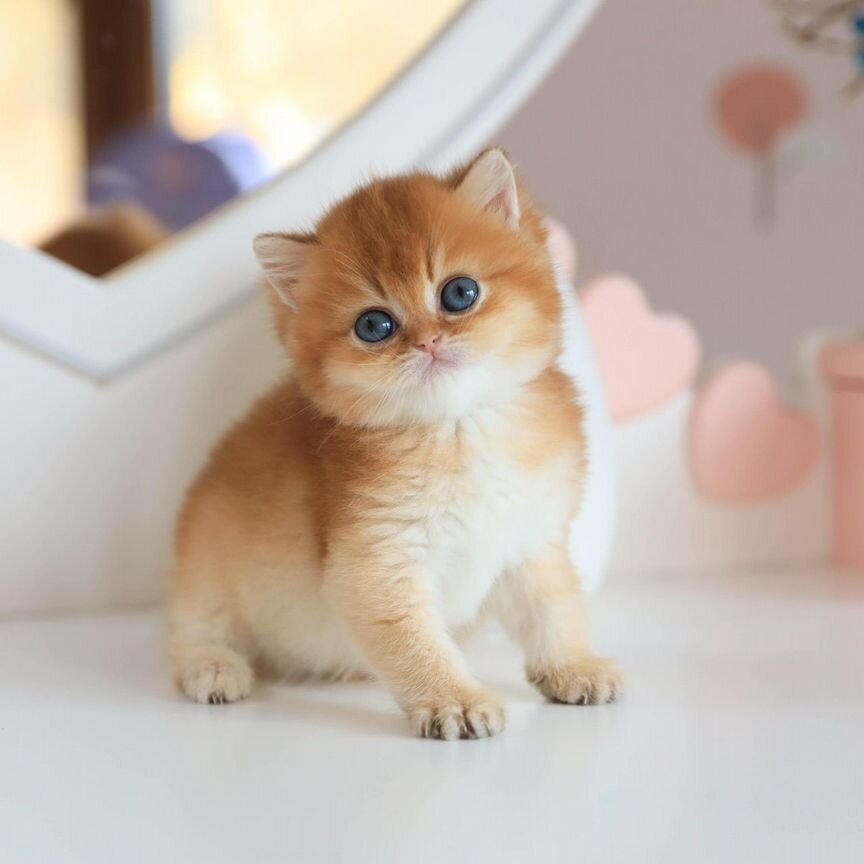 Британская шиншилла