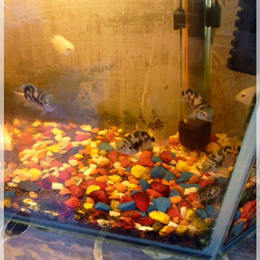 Рыбка сапфировый попугай