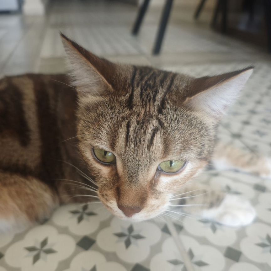 Бенгальская, взрослая кошка