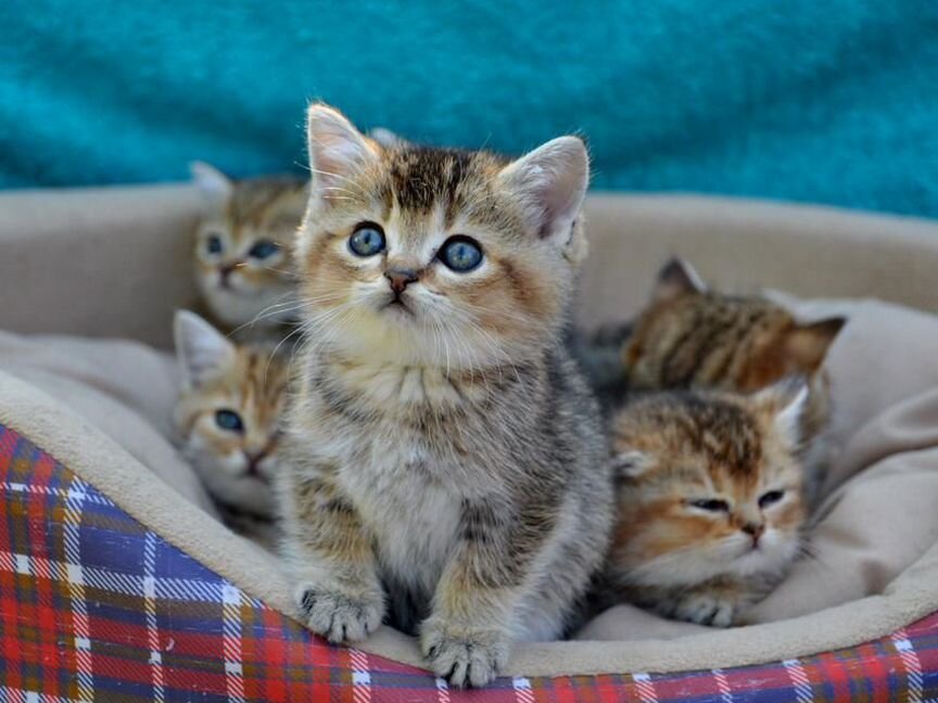 Много Шотландских котят - тигрят