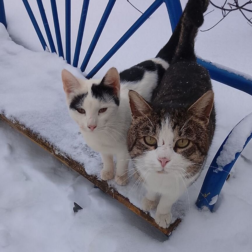 Взрослый кот в добрые руки