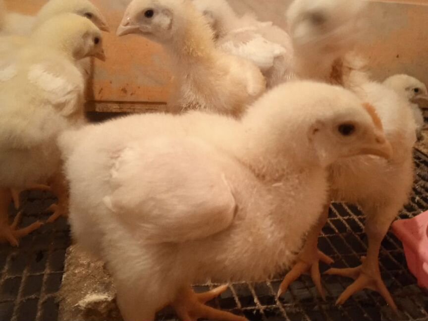 Кобб500,Хайбрид и Биг6, гусята, утята