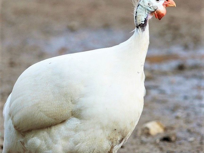 Цесарки самцы