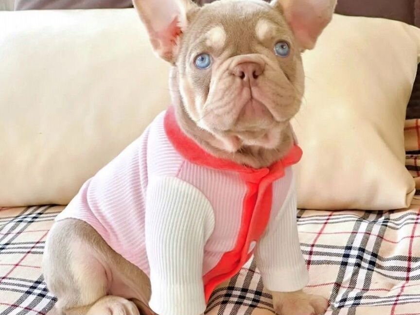 Красивая девочка нью шейд