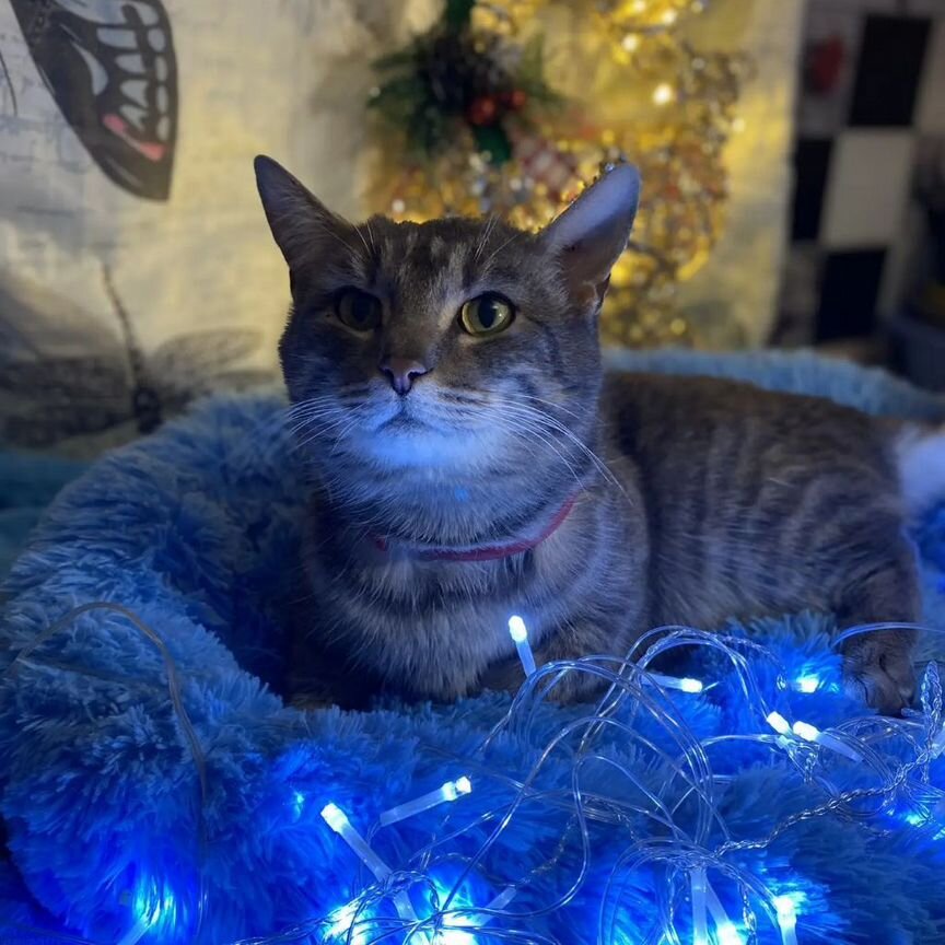 Шотландский прямоухий короткошёрстный, взрослый кот