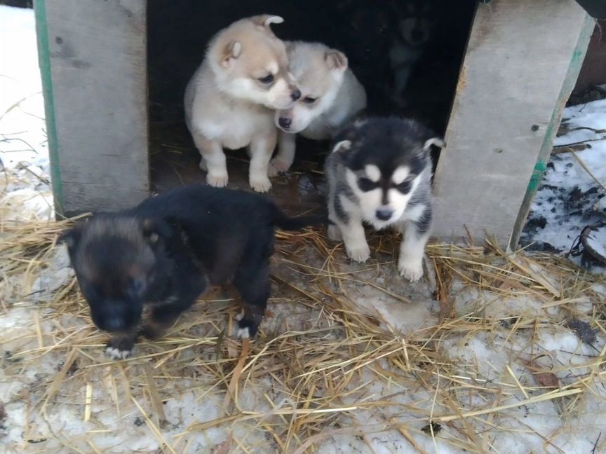 Щенки помесь хаски бесплатно