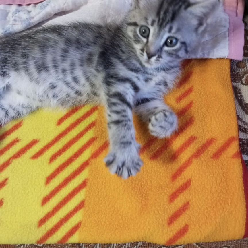 Отдам котят в добрые руки, девочки