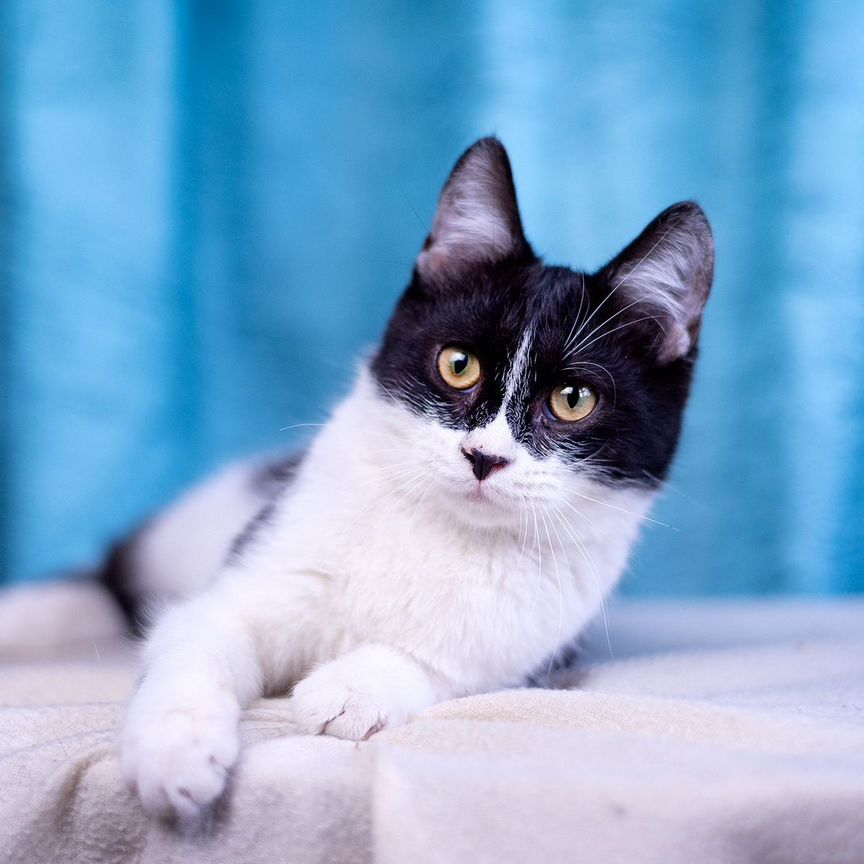 Котик Бэтмен ищет дом
