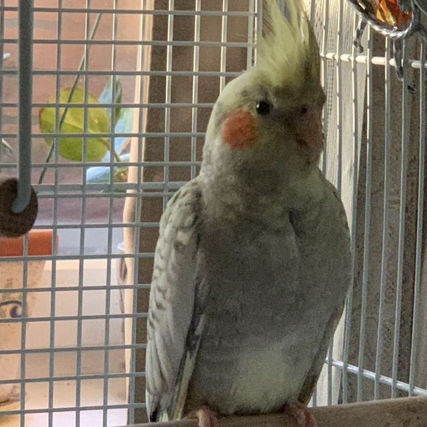 Попугай корелла с клеткой