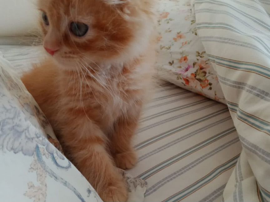 Котенок Американский кёрл