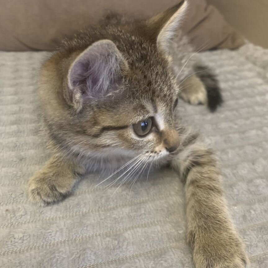 Котёнок в добрые руки