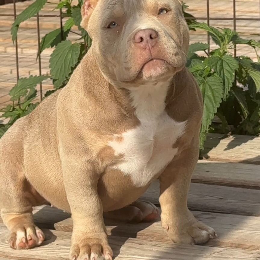 Американский булли - девочки покет